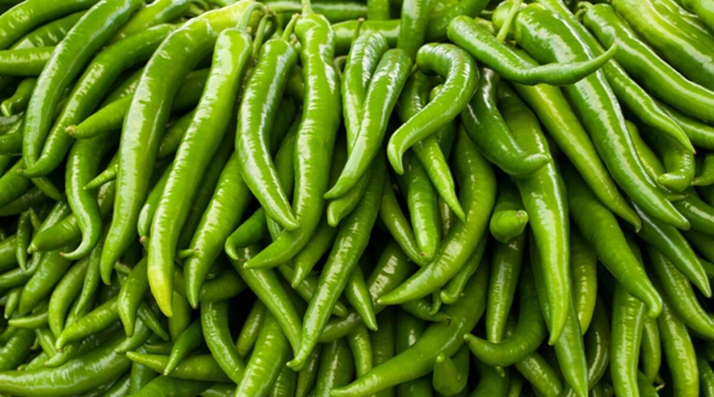 Capsicum annuum – (Green Chillies) – ENINE Hydroponic (Pvt) Ltd
