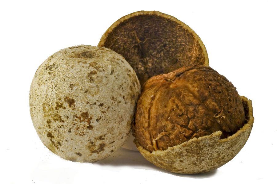 Limonia Acidissima Wood Apple ENINE Hydroponic Pvt Ltd Limonia Acidissima Wood Apple ENINE Hydroponic Pvt Ltd